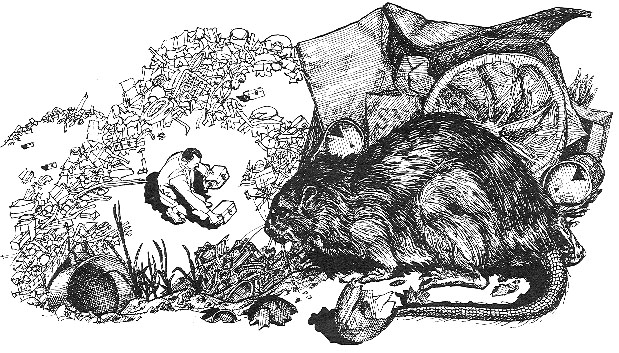 Municipal Rodent Management Fact Sheet