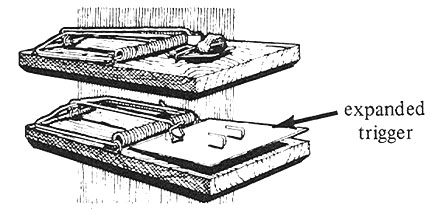 Municipal Rodent Management Fact Sheet
